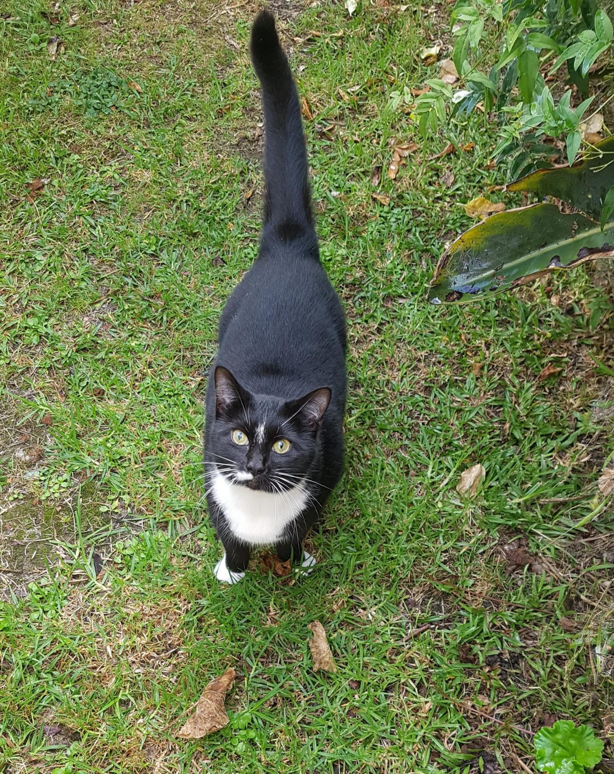 Coco - Friends with Tales